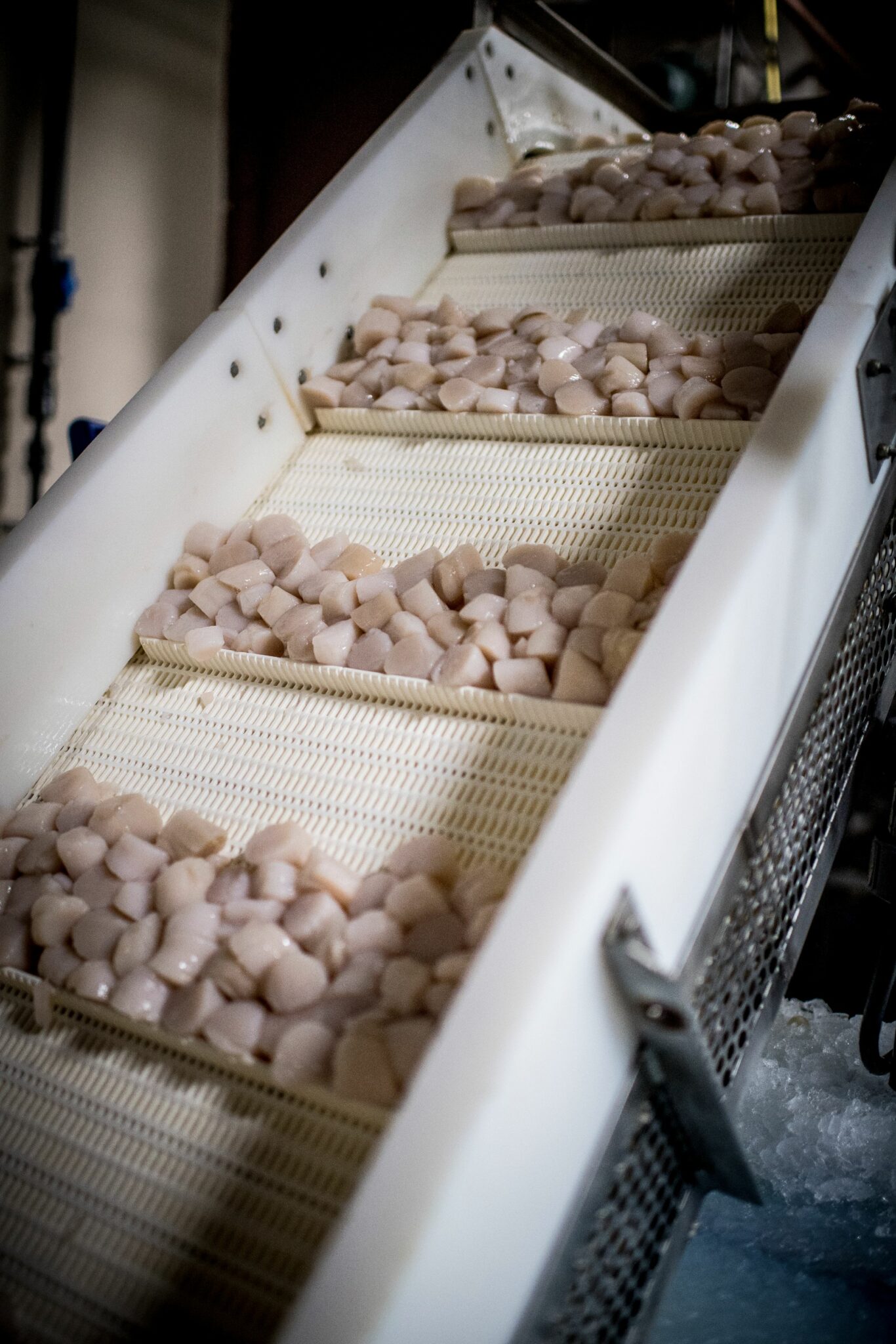Quality Custom Packing // QCP Scallops // BRC Production